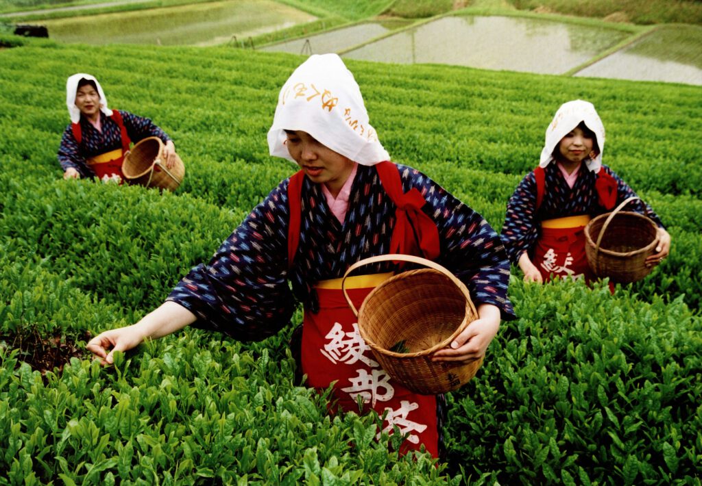 “First tea picking” | Photos | Another Kyoto Media Library