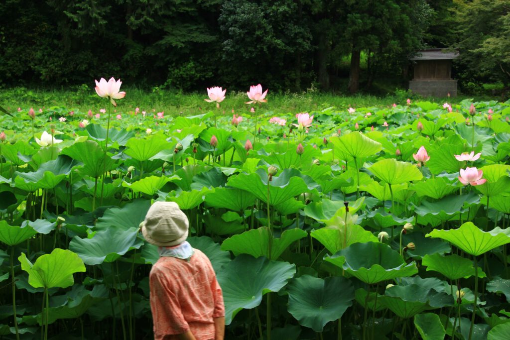 Wow, beautiful! | Photos | Another Kyoto Media Library