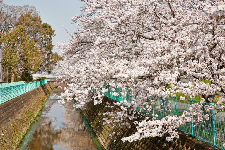 Boga-gawa River: Cherry Trees 1 | Photos | Another Kyoto Media Library