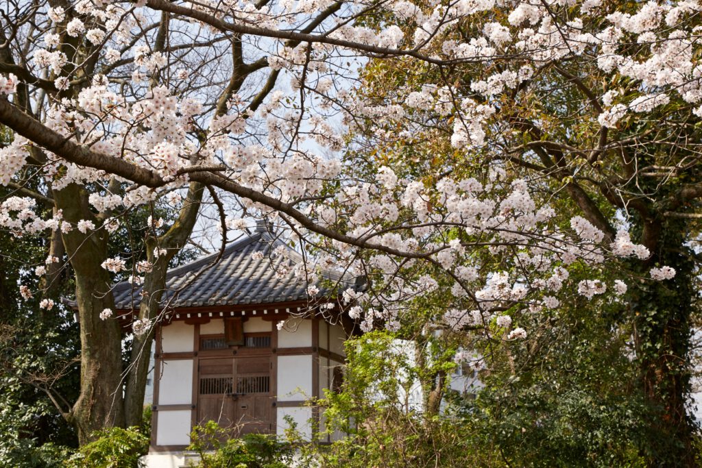 Boga-gawa River: Cherry Trees 4 | Photos | Another Kyoto Media Library
