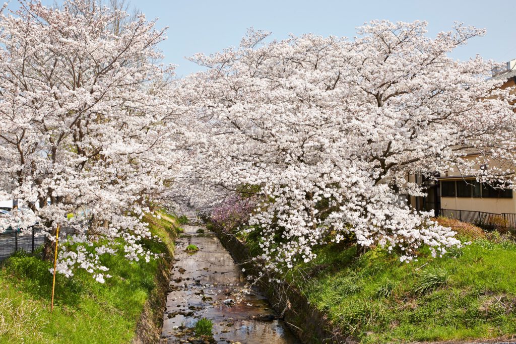 Umasaka River: Cherry Trees 1 | Photos | Another Kyoto Media Library