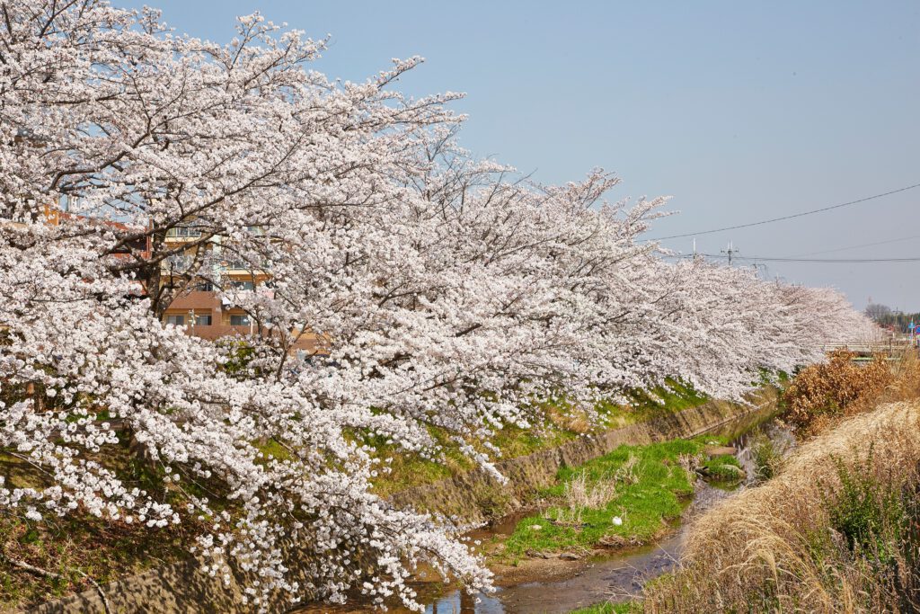 Umasaka River: Cherry Trees 2 | Photos | Another Kyoto Media Library
