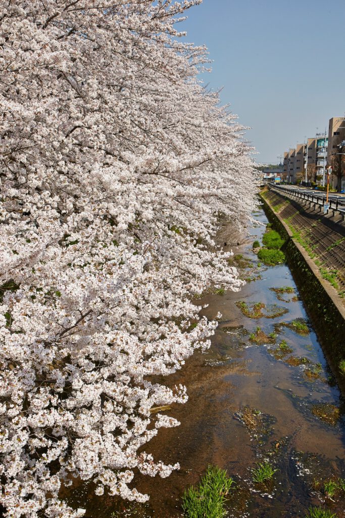 Umasaka River: Cherry Trees 4 | Photos | Another Kyoto Media Library