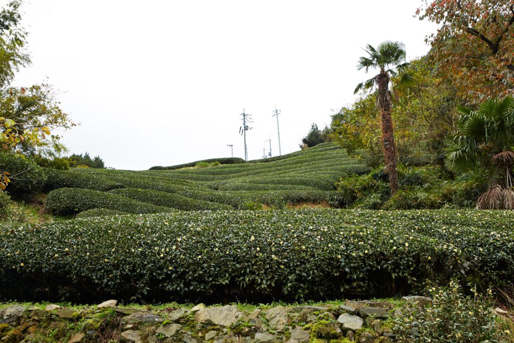 Kamatsu Tea Fields 1 | Photos | Another Kyoto Media Library