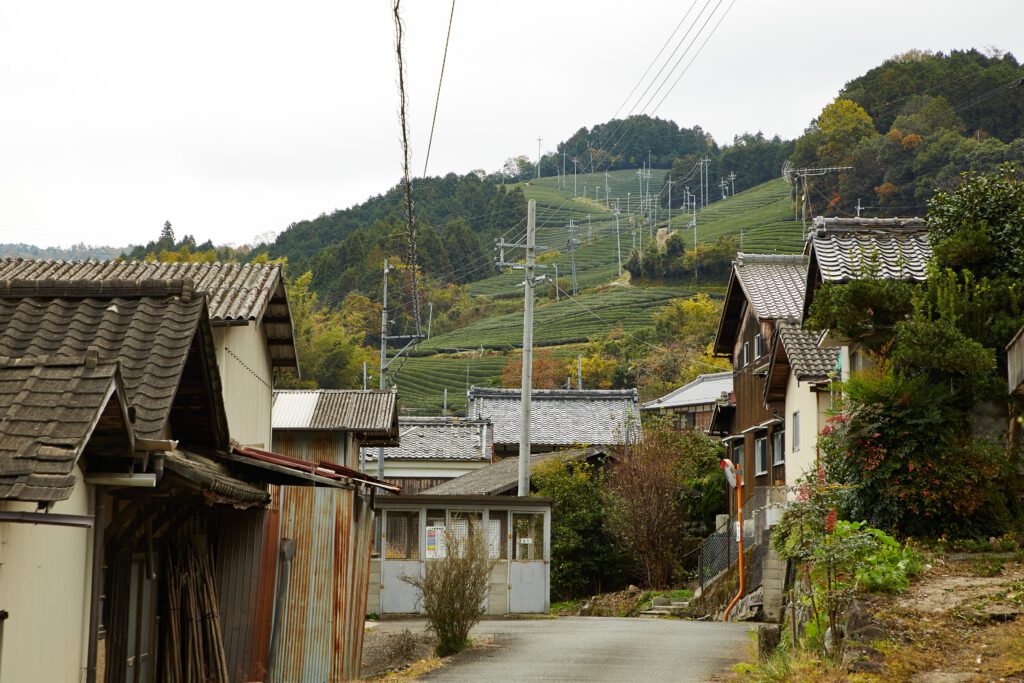 Kamatsu Tea Fields 2 | Photos | Another Kyoto Media Library