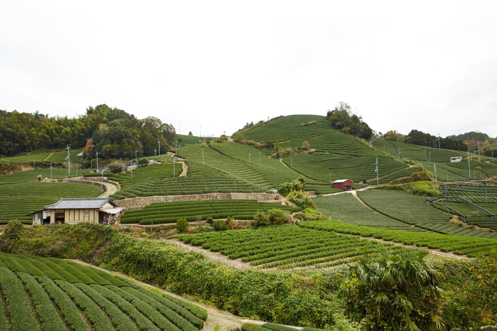 Ishitera Tea Fields 3 | Photos | Another Kyoto Media Library