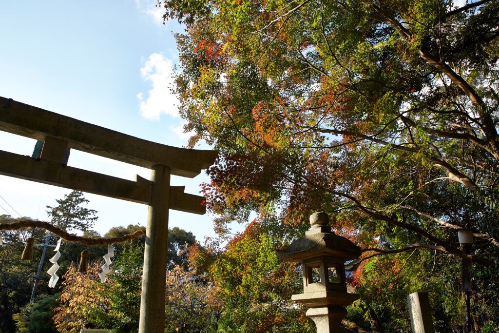 Konosuyama Walking Path (Mito-jinja Shrine): Fall Foliage 1 | Photos ...