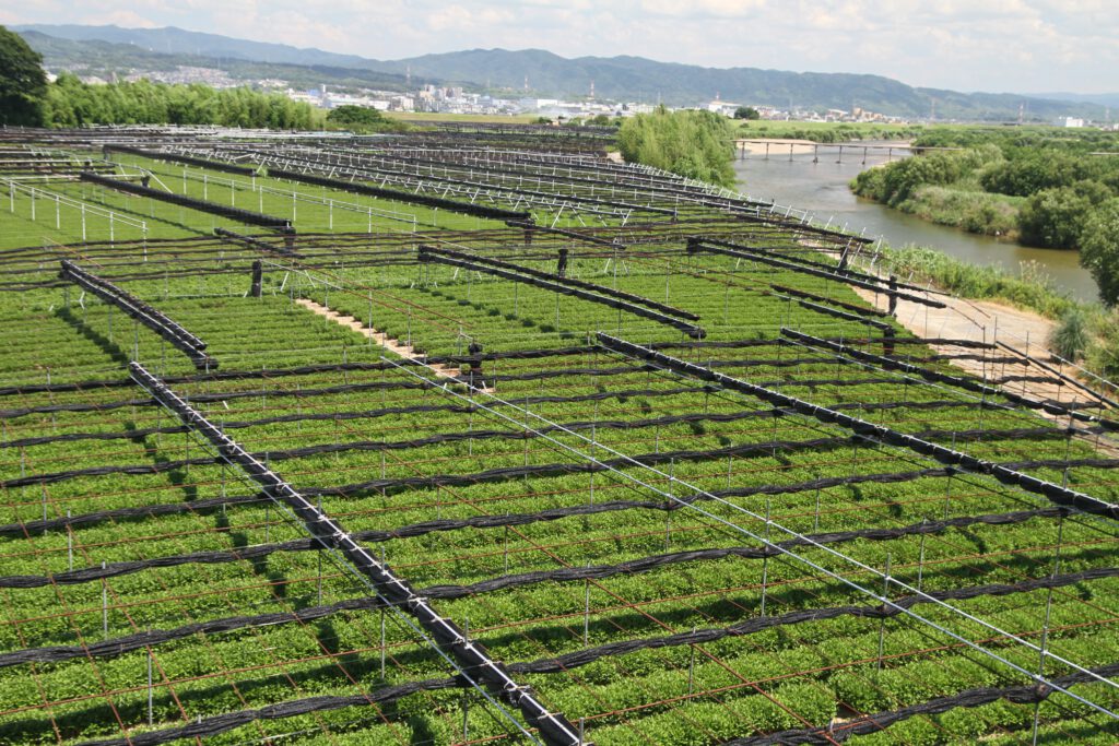 Japanese Heritage Nagare-bashi Bridge and Hamadai “Hamacha” Tea Fields ...