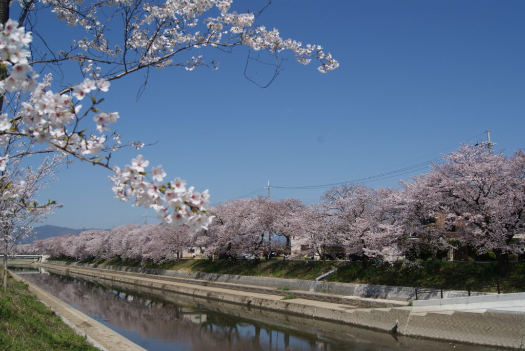 Cherry Trees on the Mae-kawa River | Photos | Another Kyoto Media Library