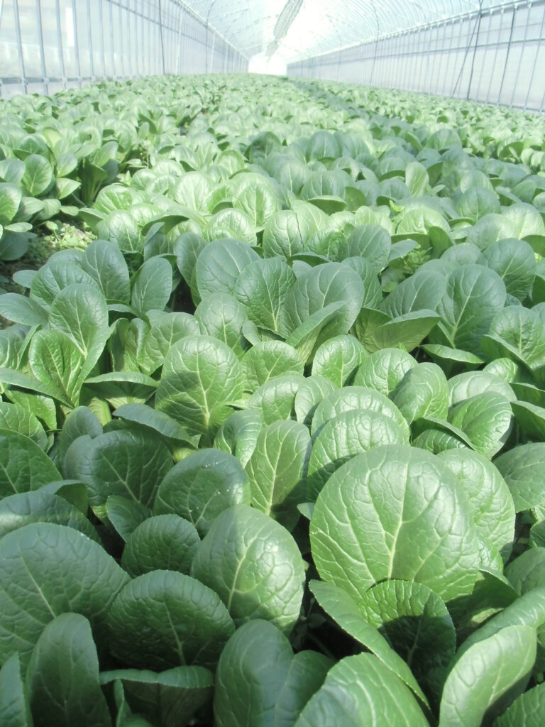 Komatsuna | Photos | Another Kyoto Media Library